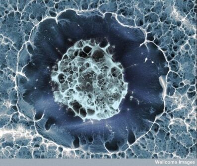 Legitimising stem cell therapies: the path to FDA approval ...