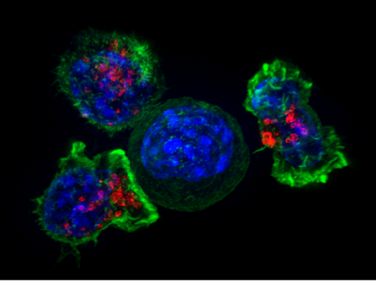 Kite to open Netherlands cell therapy manufacturing facility