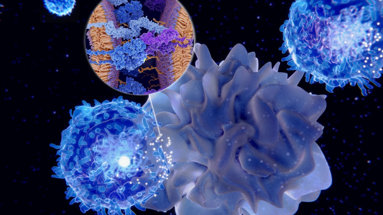 Who are the leading innovators in recombinant antibodies for cytotoxic ...