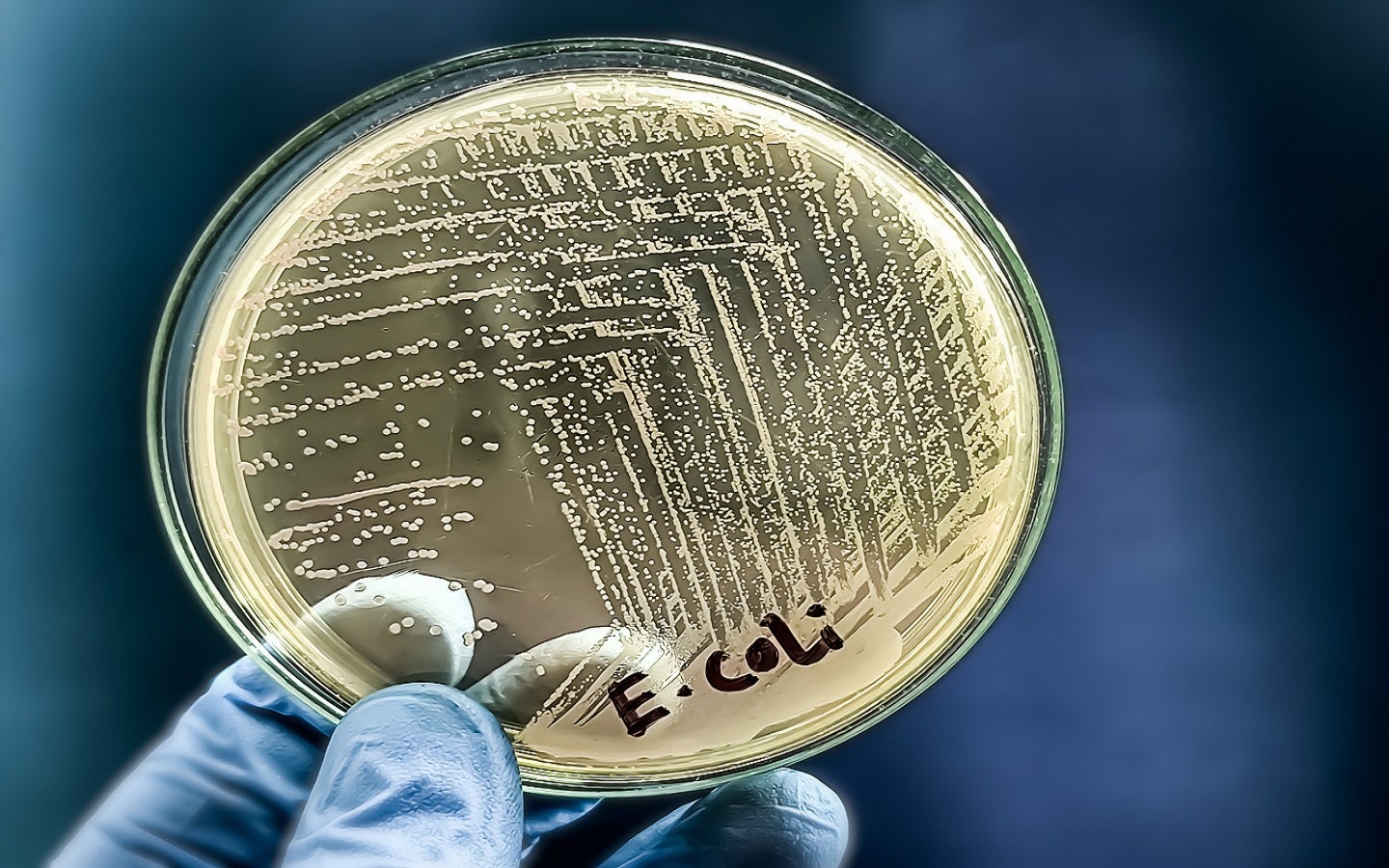 WuXi Biologics introduces E. coli expression system